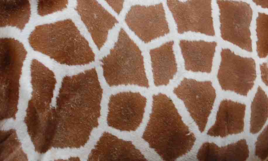 what i heart: What I Heart Today: Good Design - Giraffe Print