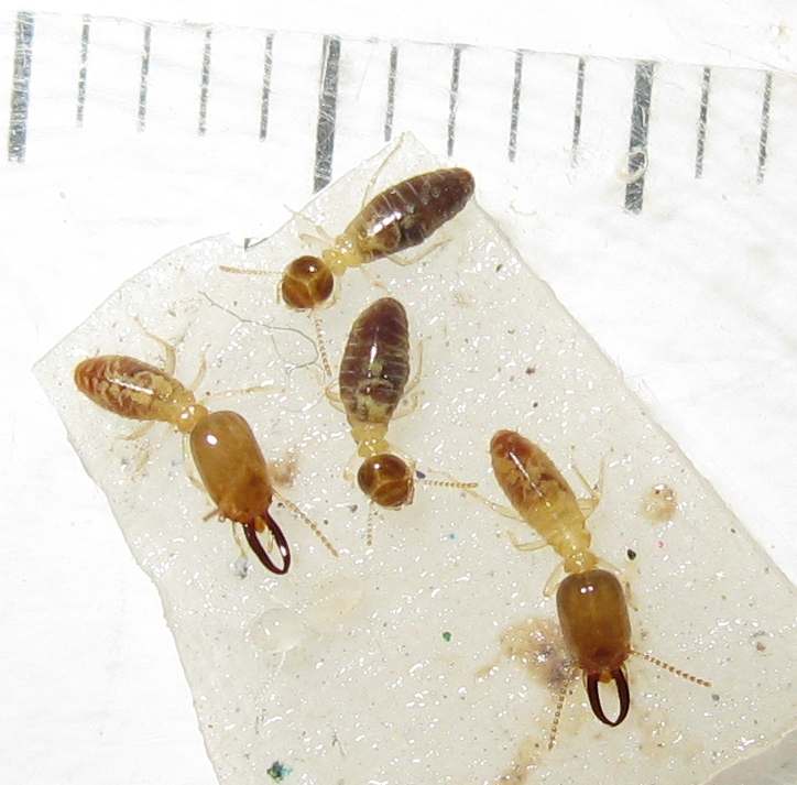 Photos and Info on Ants and Termites of Malaysia: Undocumented Species.