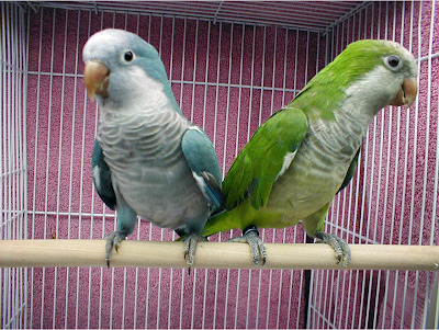 Blue Quaker Parrots: Quaker Parrot Color Variations
