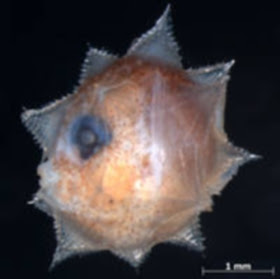 Real Monstrosities: Ocean Sunfish