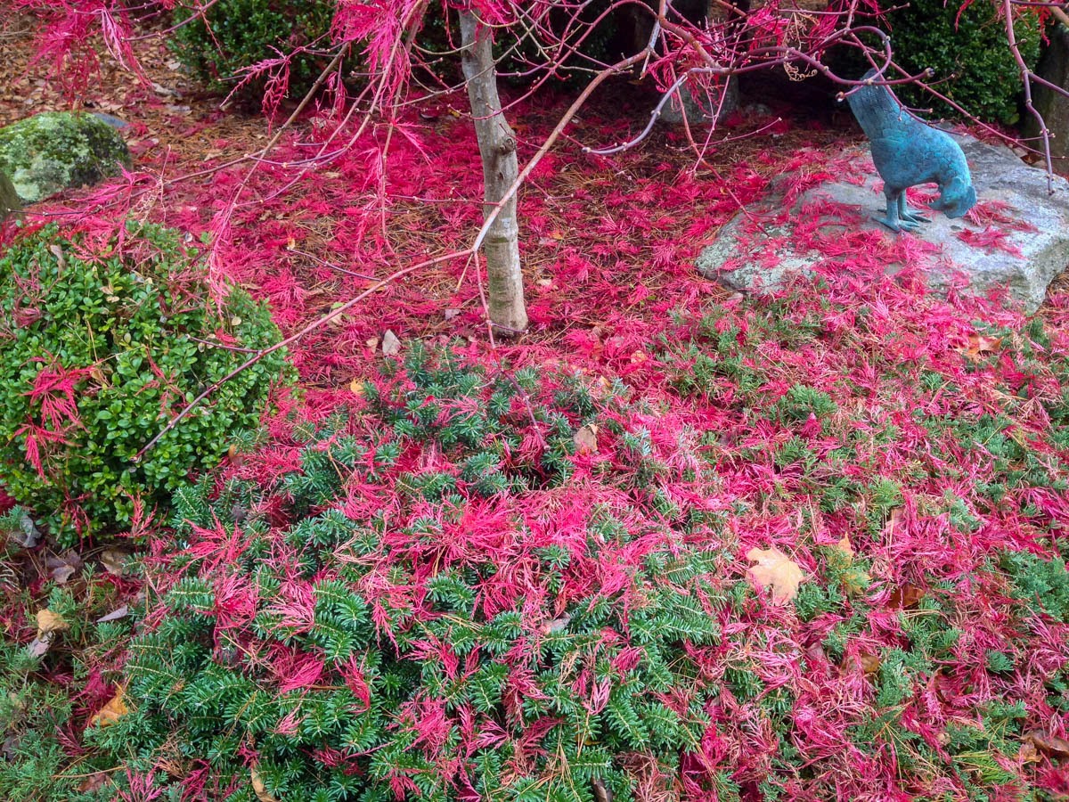 Juniper Hill: So Long, November