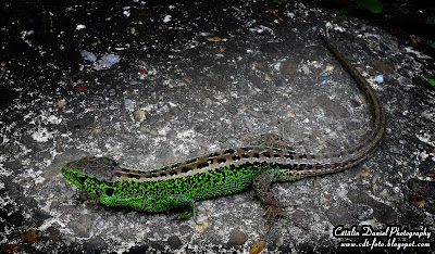 Catalin Daniel Toma Photography: Reptile - Gusterul