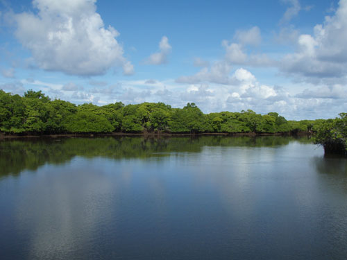 Exploring The Tropical Dry Forests in The Islands of Yap: Community ...
