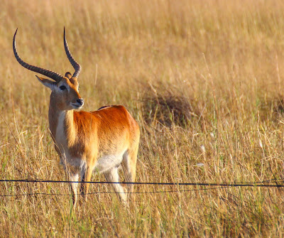 Cannundrums: Red Lechwe
