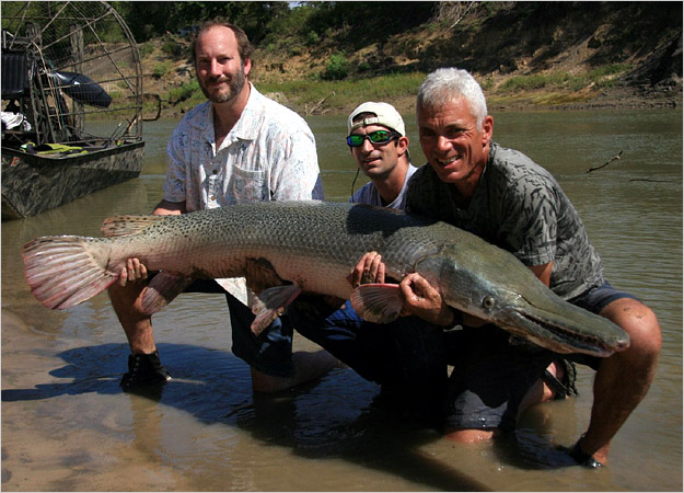 Reversing Extinction of the Alligator Gar: Reversing Extinction of the ...
