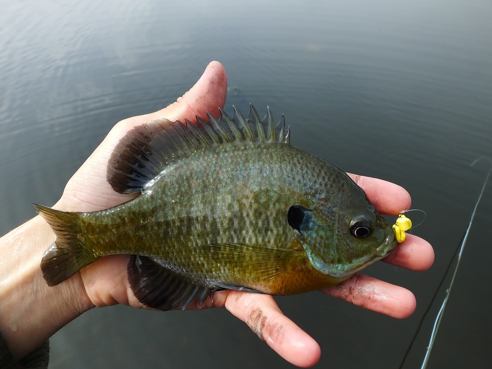 Connecticut Fly Angler: Identifying CT's Sunfishes