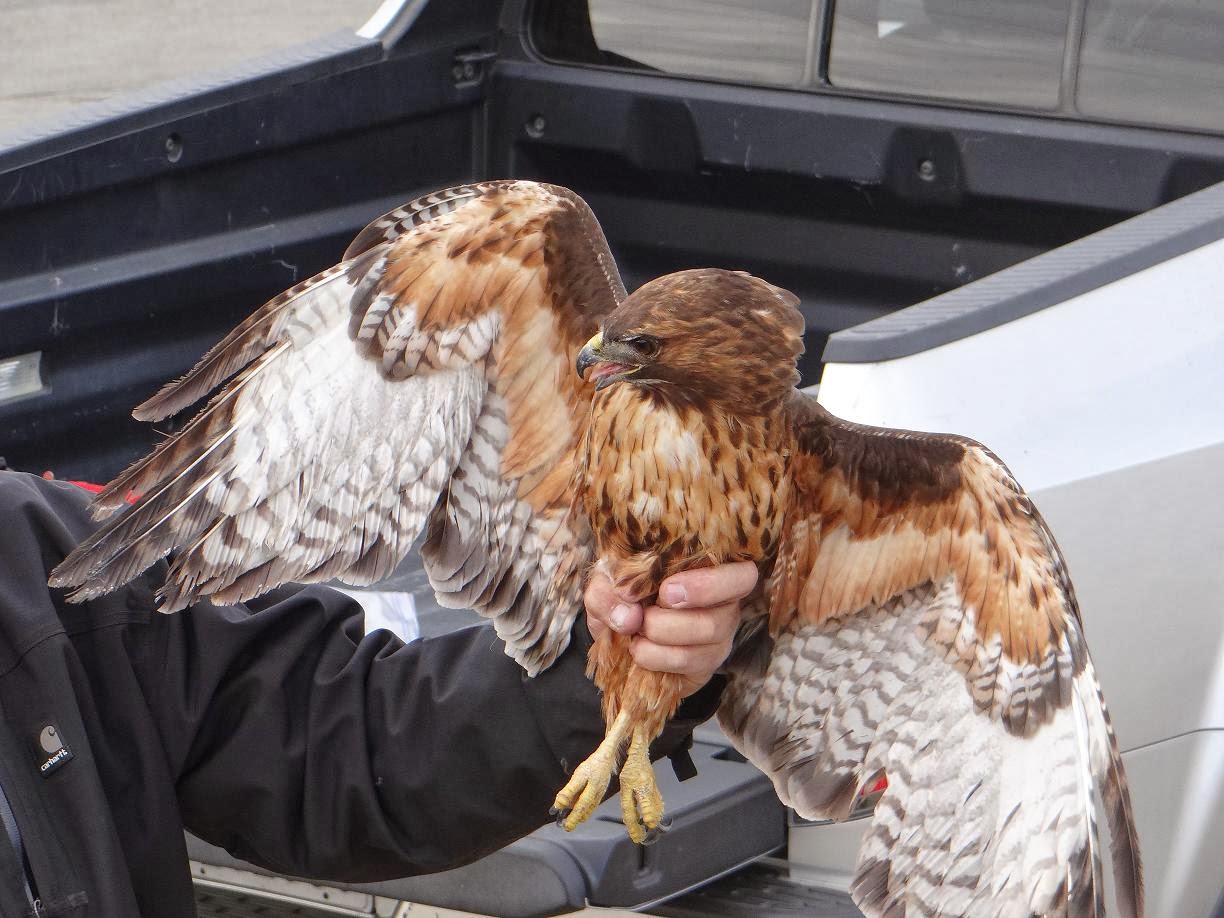 Postcards from Idyllwild: Majestic Birds in the Skies