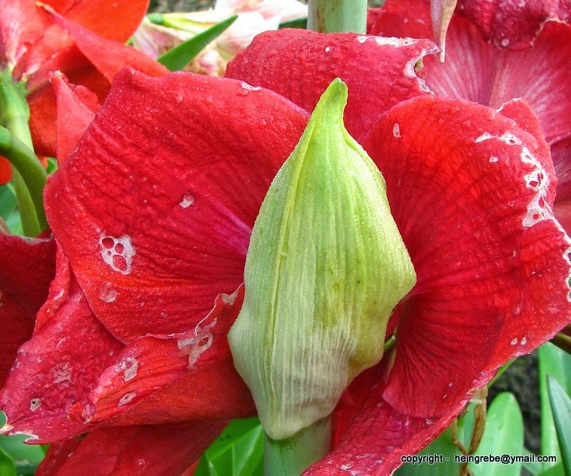 Sharing flower bulb information: Hippeastrum Hybrid Breeding Program ...