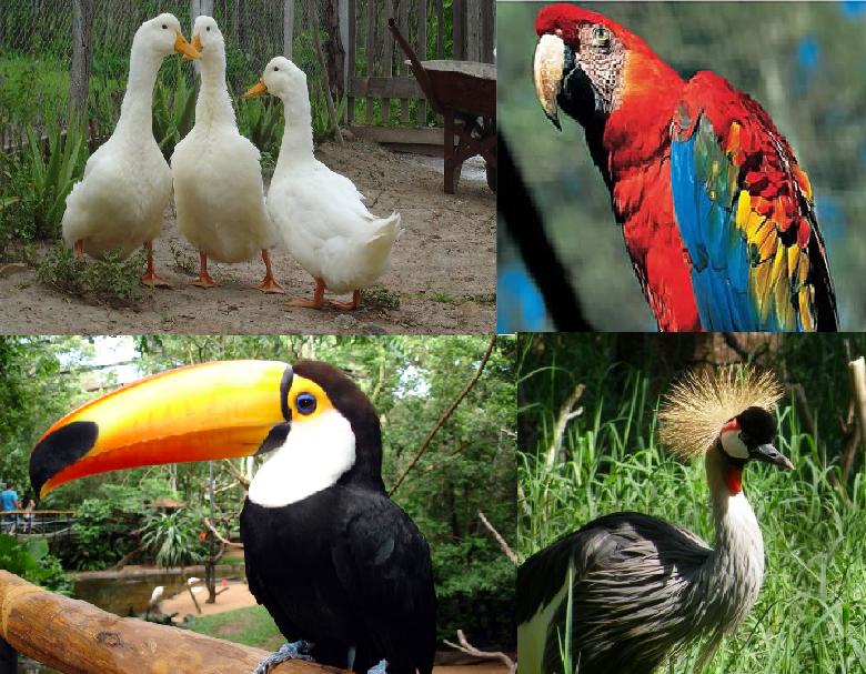 Cuidando da Natureza: Aves