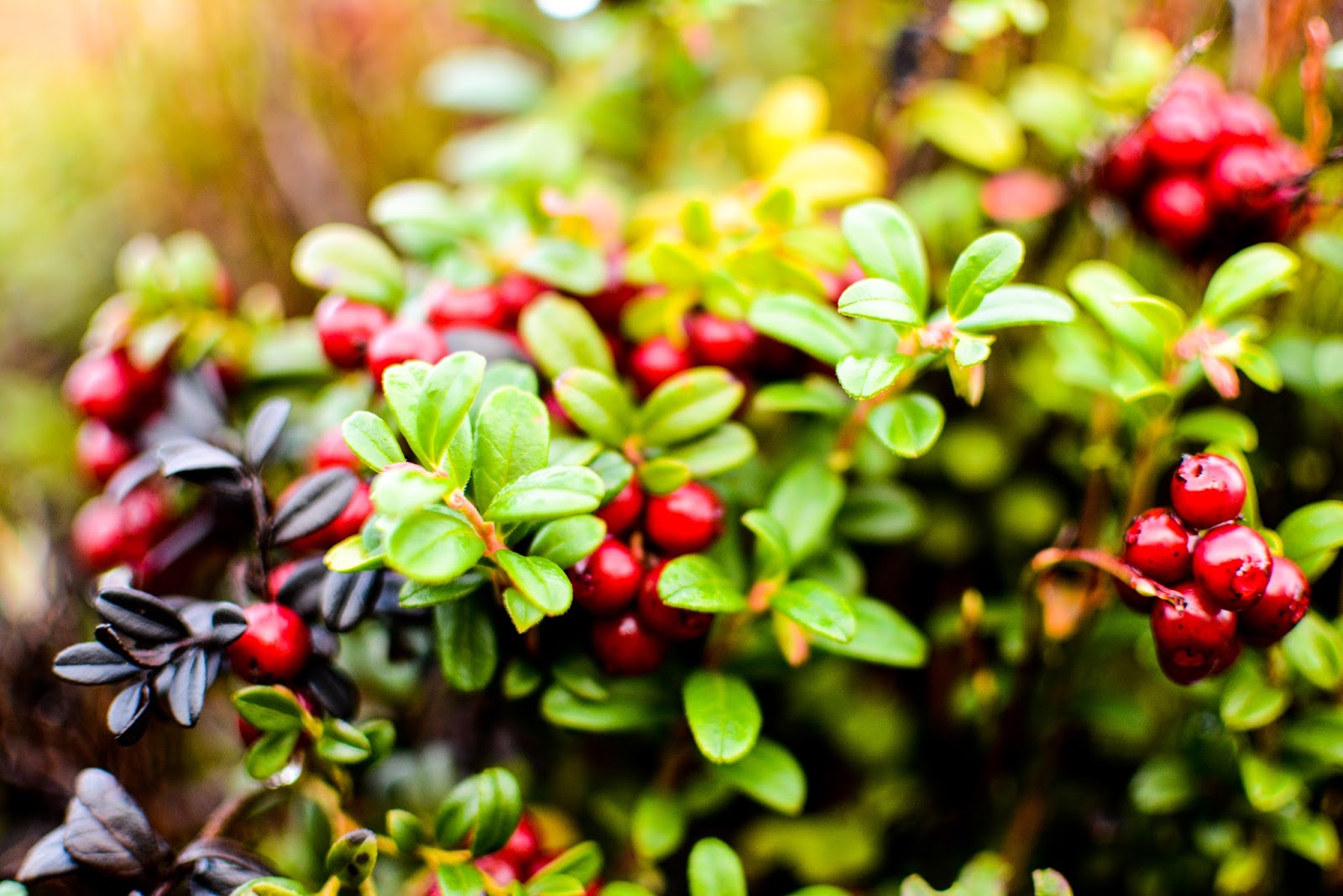 Maggie - Bohemian ideals