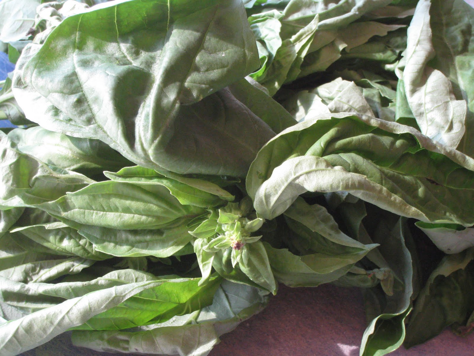 The Way to My Family's Heart: Basil Ceasar Dressing and Creamy Blue ...