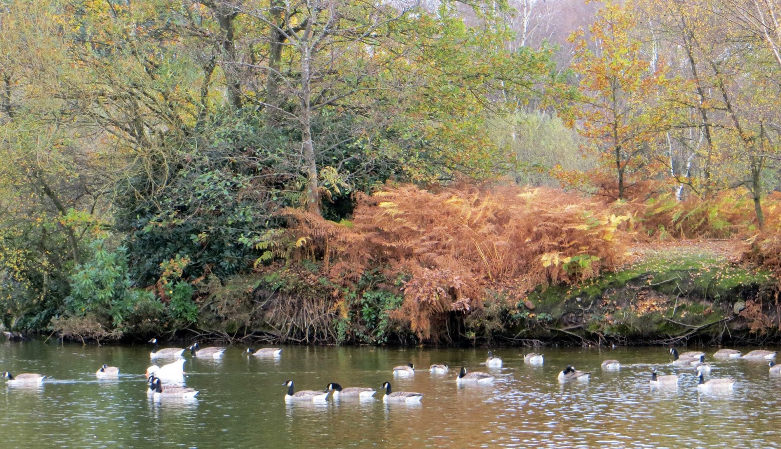 sconzani: Cheshire walks: Shakerley Mere