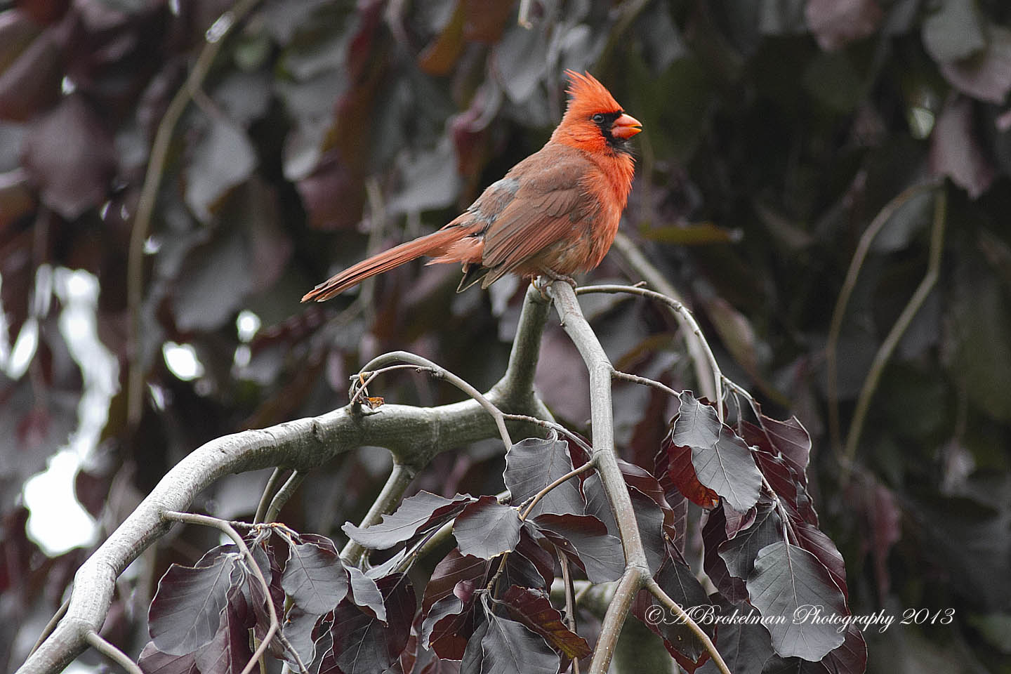 Ann Brokelman Photography: Northern Cardinal - male female and a newly ...