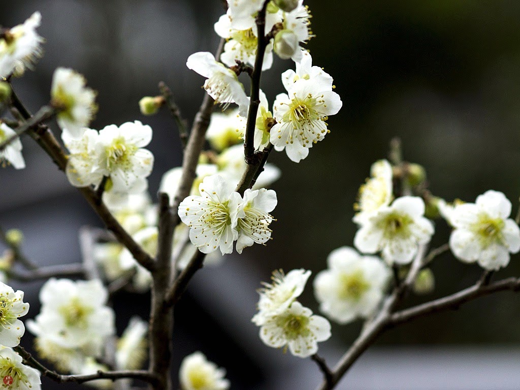 FROM THE GARDEN OF ZEN: Ume (Japanese apricot) blossoms: Tokei-ji