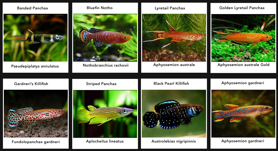 ¿De vuelta con los Killis? | Pasión por los acuarios