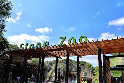 Evan and Lauren's Cool Blog: Stone Zoo Baby Snow Leopards