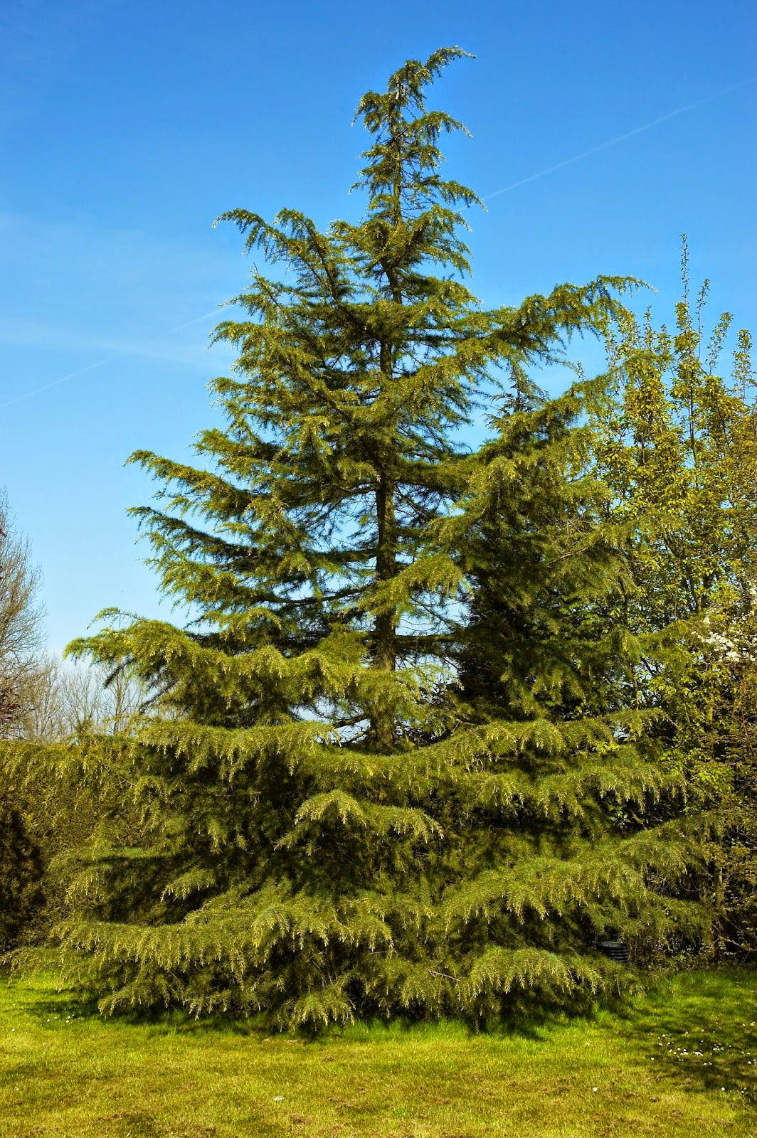 Tarım Siteniz: Cedrus deodara Himalaya sediri