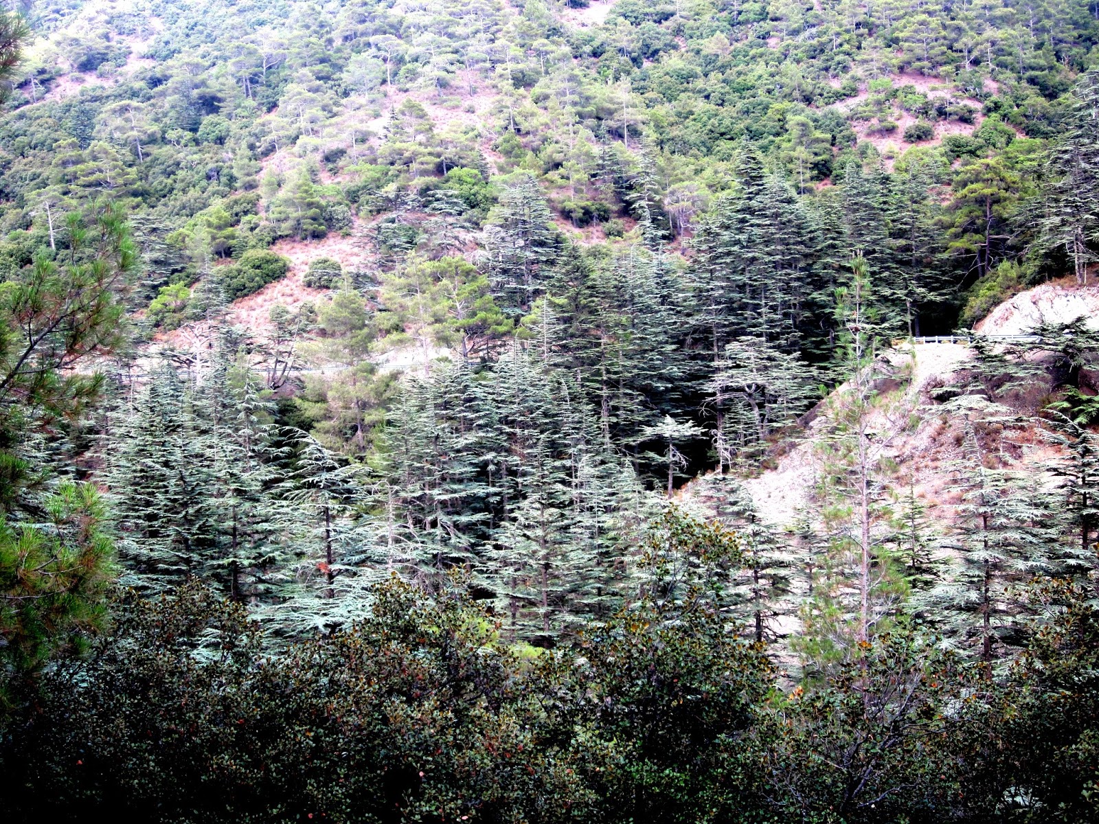 Biodiversity of Cyprus by NGO Protection of the Natural Heritage and ...