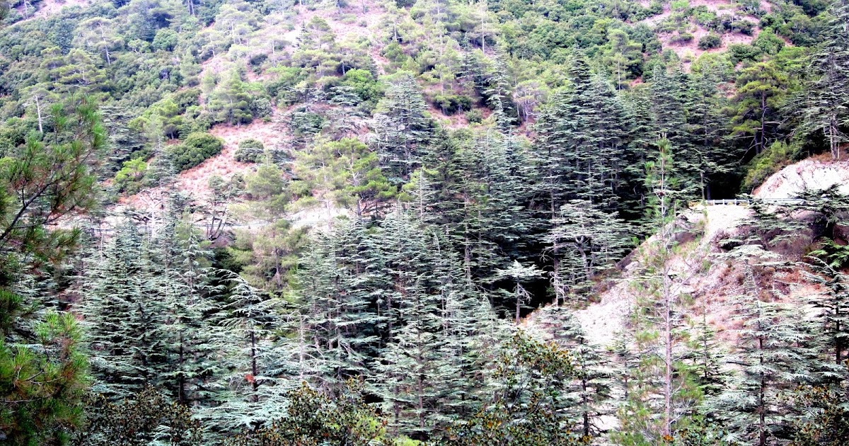 Biodiversity of Cyprus by NGO Protection of the Natural Heritage and ...