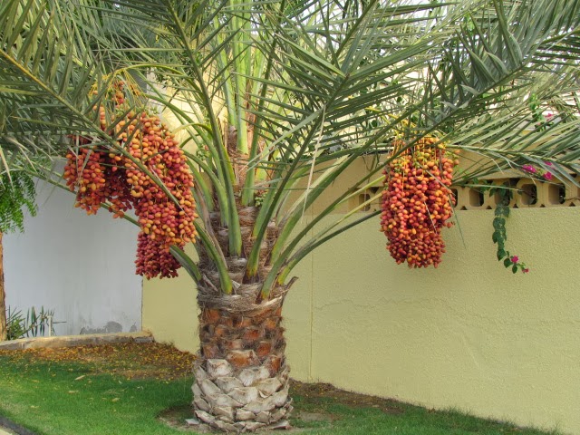 Beautiful Very Nice Dates Tree HD Wallpapers