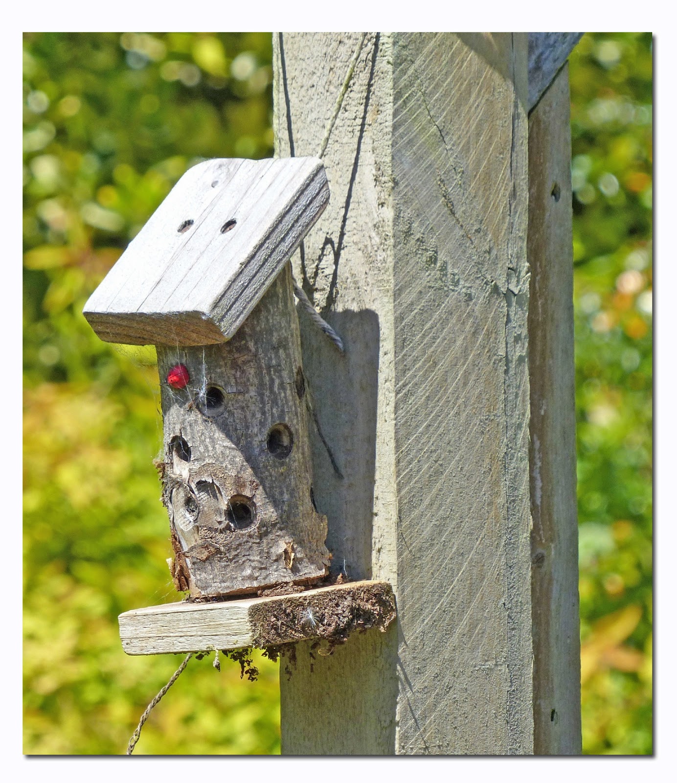 Wild and Wonderful: June 2013