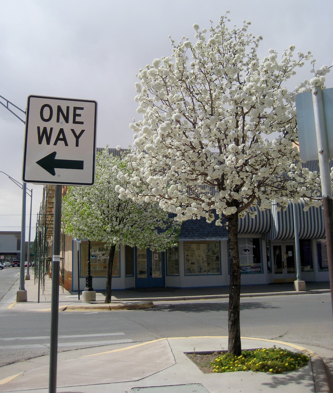 Living Rootless: Alamogordo: Spring