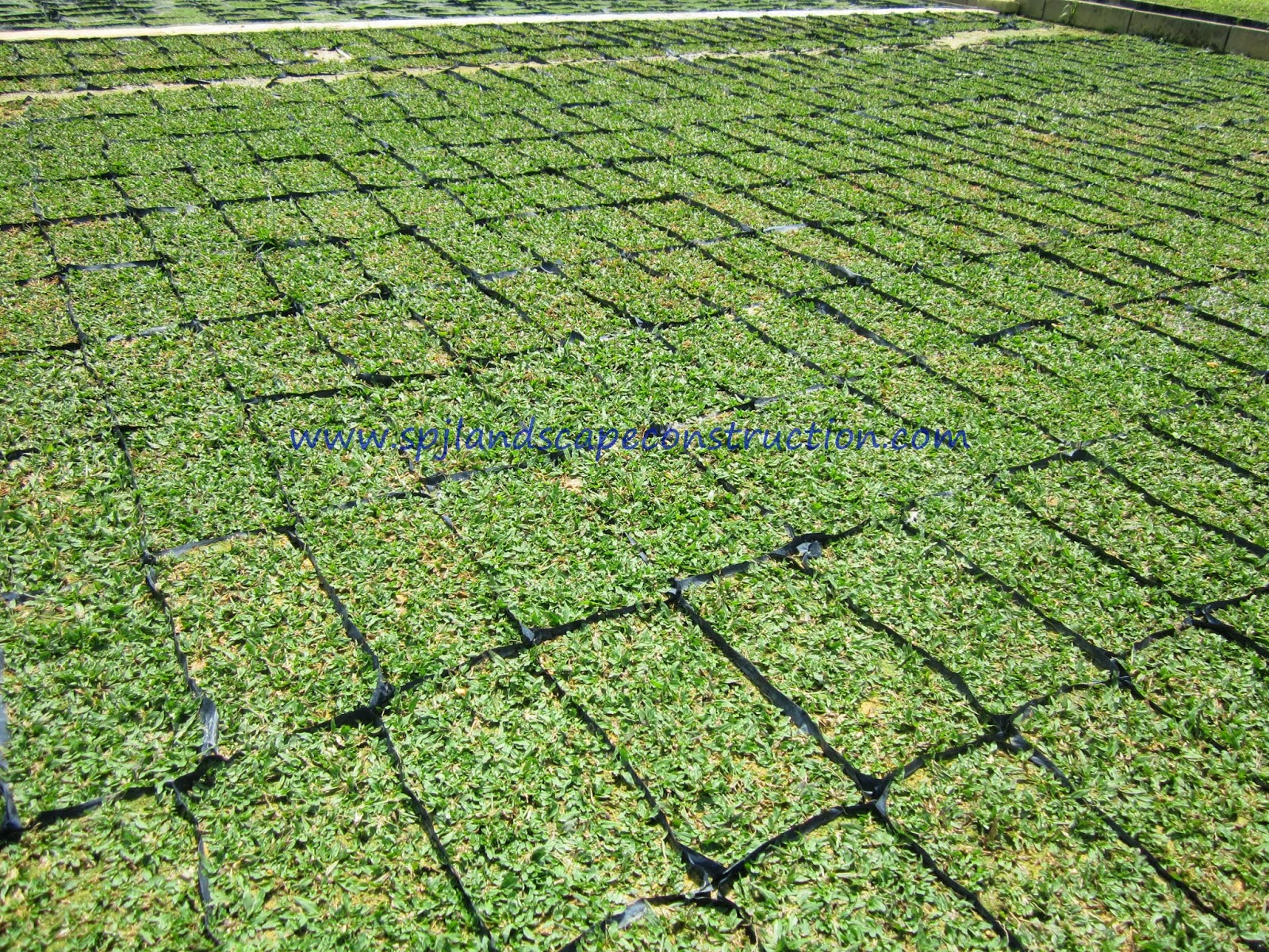 Jenis - jenis rumput | Landscape Construction