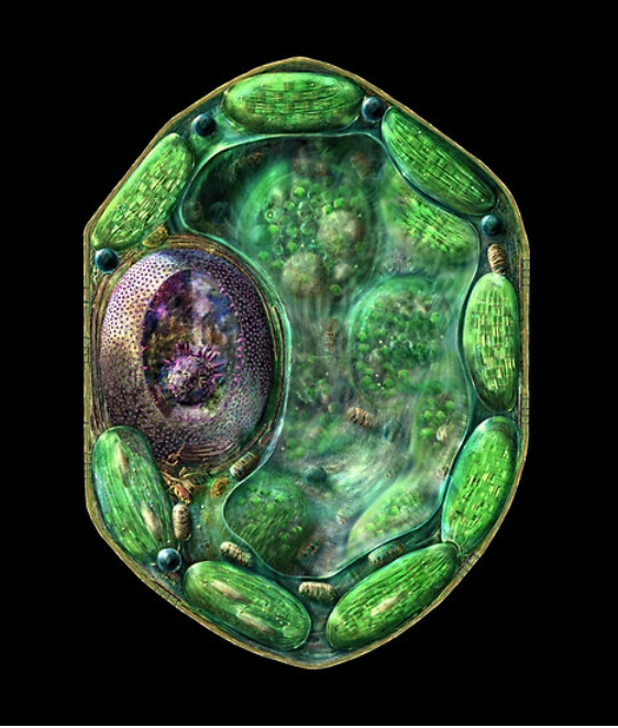 Galileo Feynman: Awesome Cell Illustrations