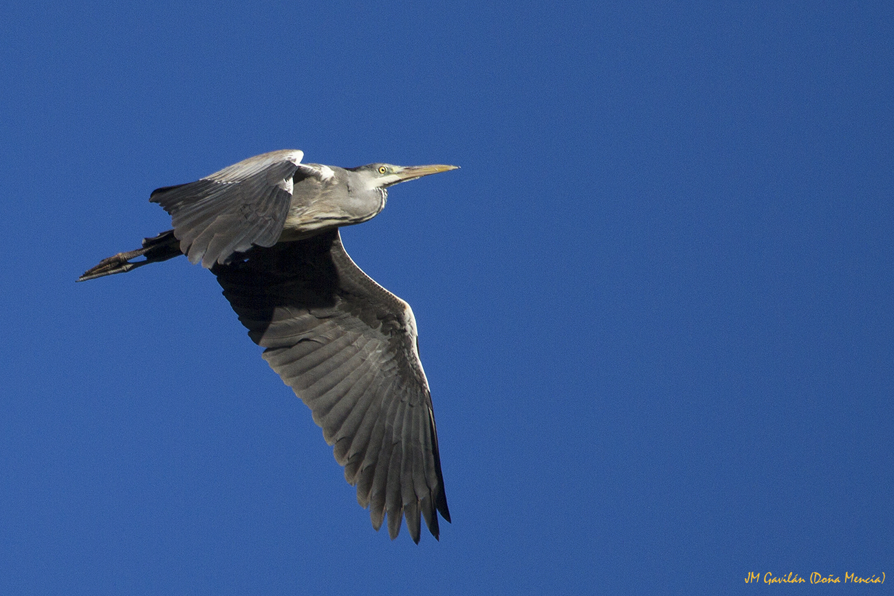 Fotografía de Naturaleza - JM Gavilán: El vuelo de la Garza real (Ardea ...