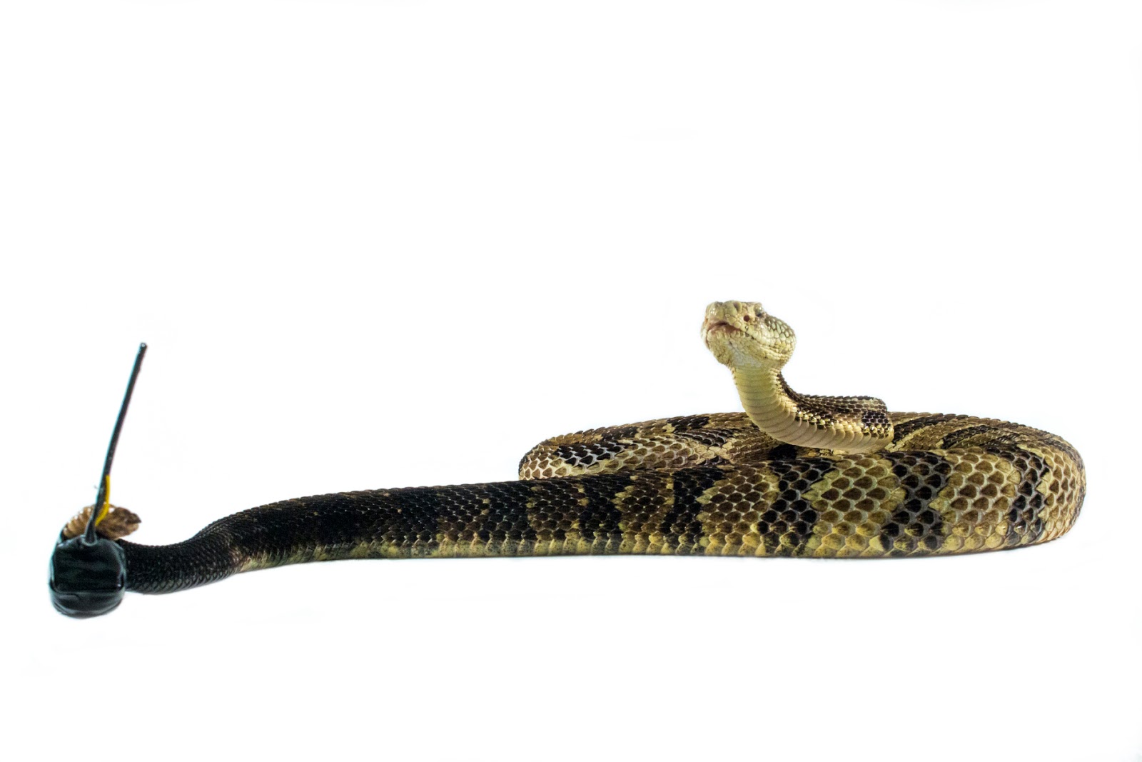 Strike, Rattle, & Roll: GPS My Rattlesnake: A New and Exciting Research ...
