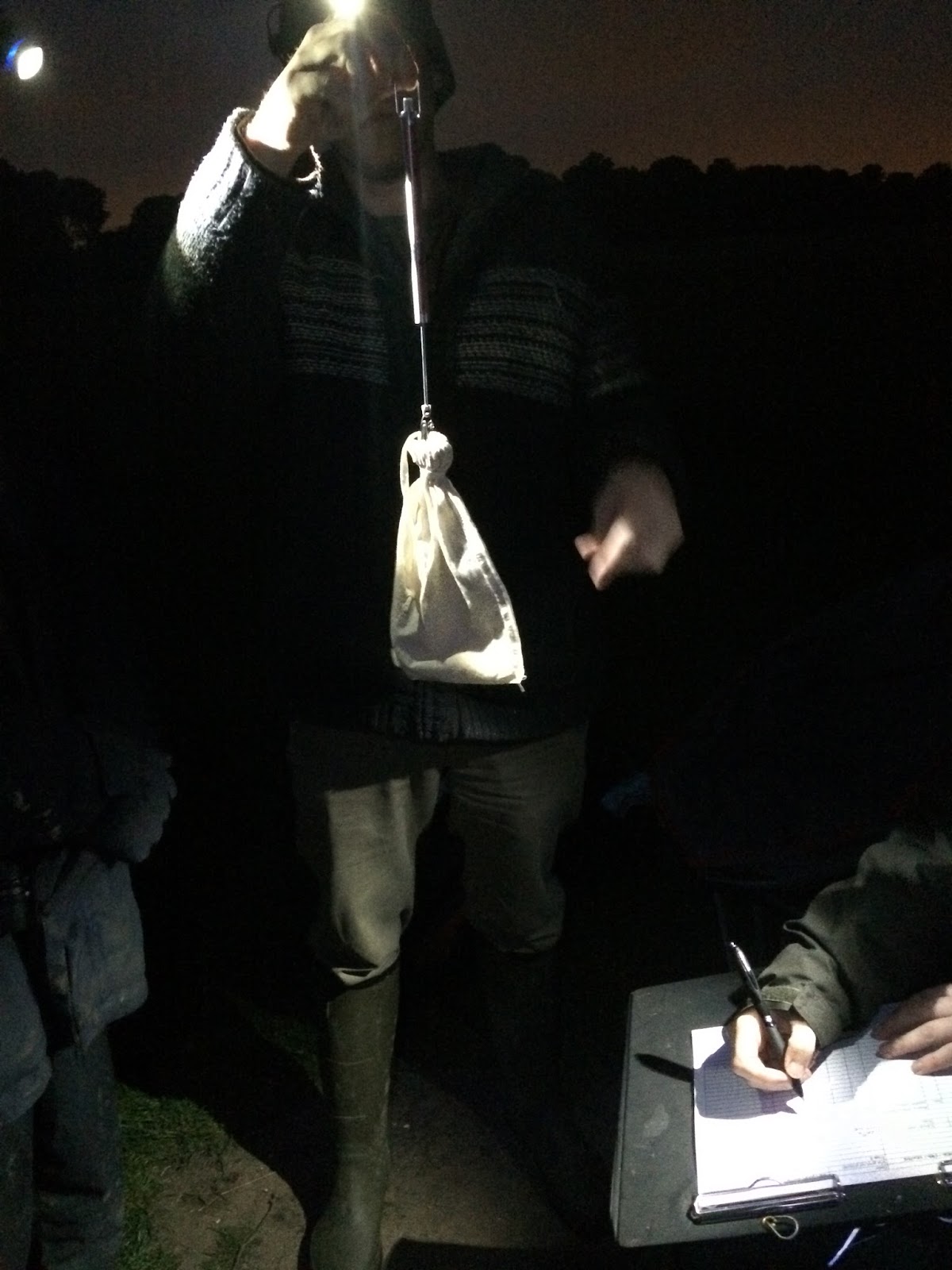 Harp Trapping for bats in Richmond Park