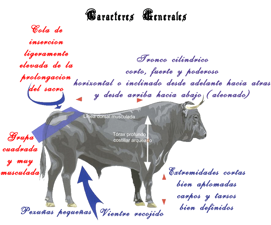 tauromaquia: El Toro