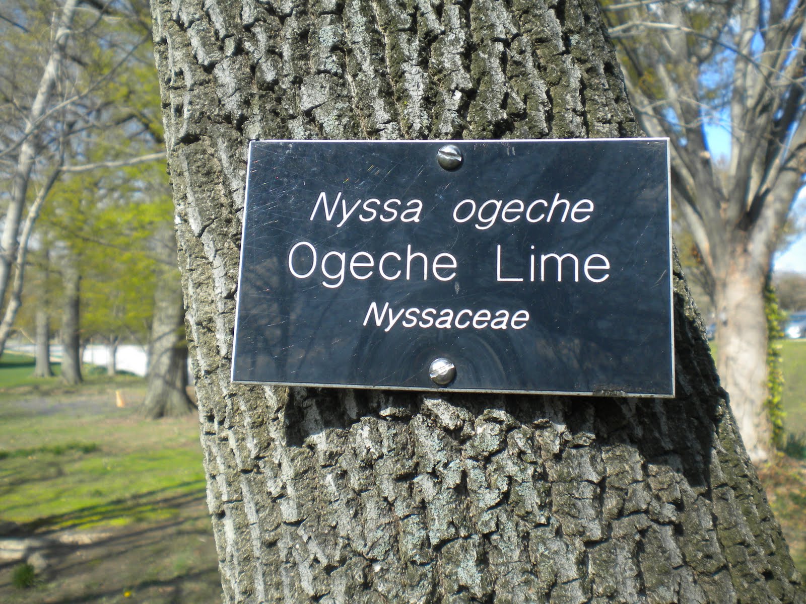 The Trees of Swarthmore's Campus: Ogeche Lime, Nyssa Ogeche