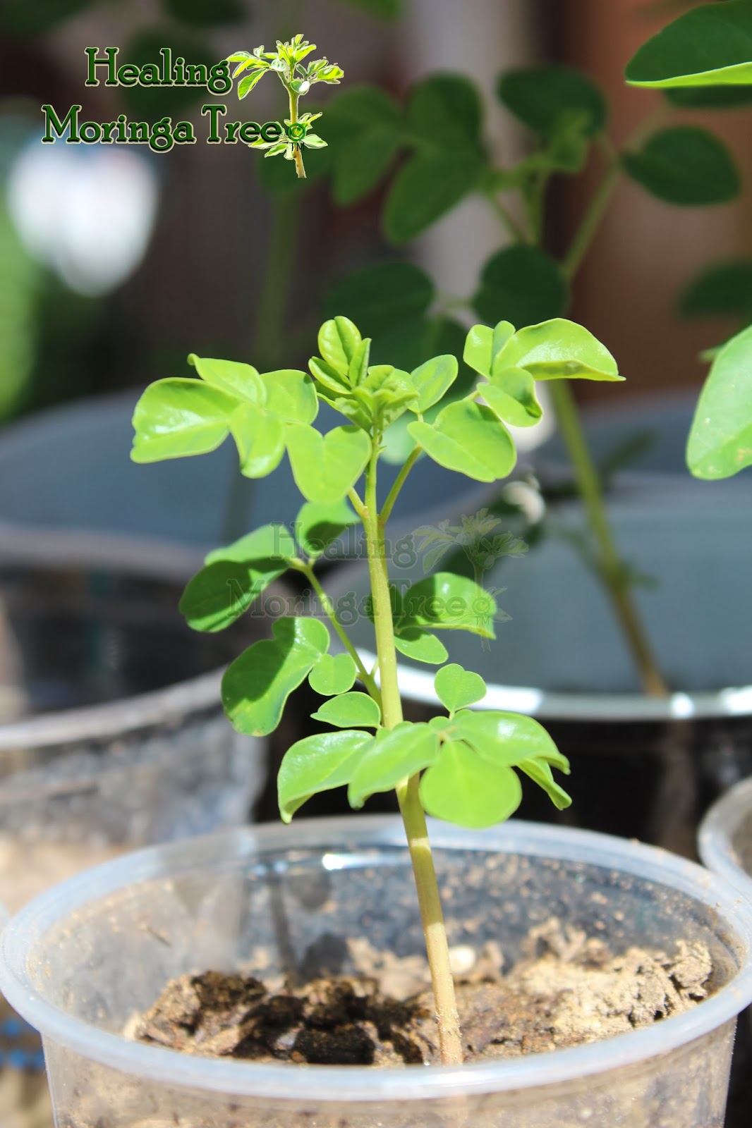 Healing Moringa Tree: Healing Moringa Tree