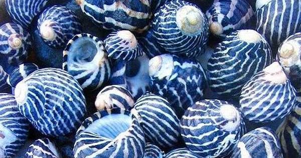 Las Fotos Mas Alucinantes: caracoles azules