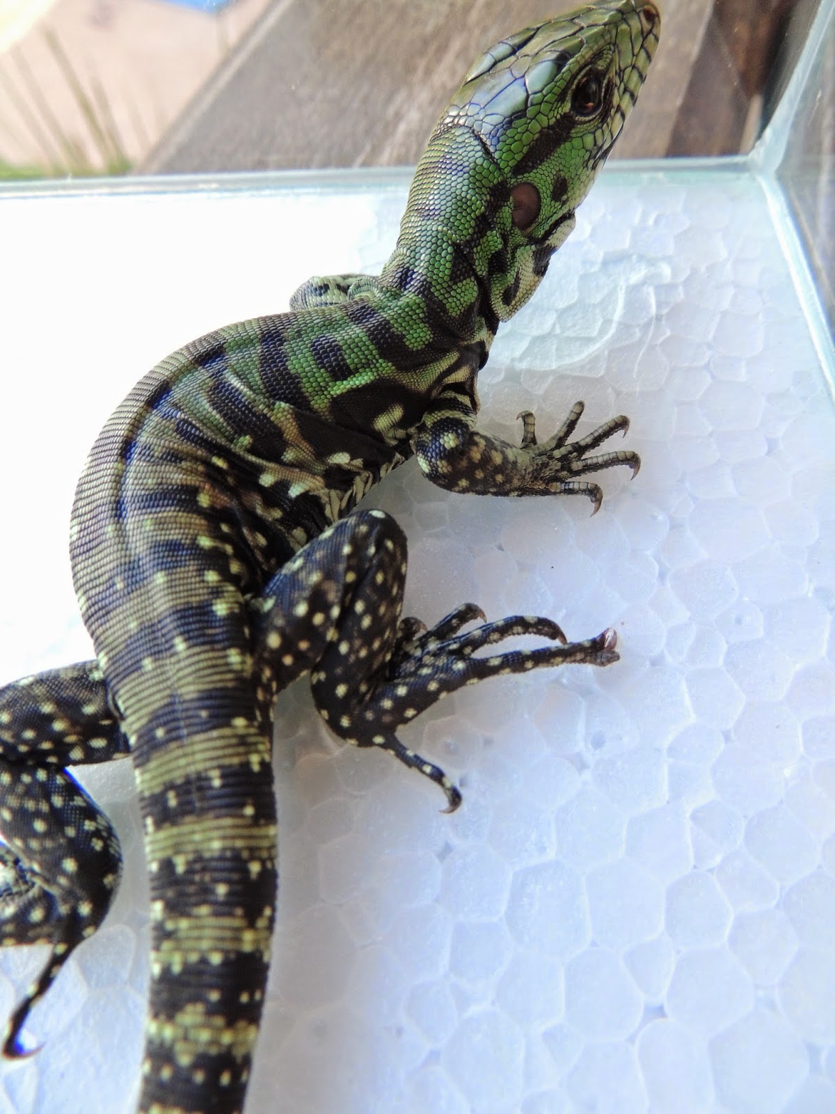 Amanda no País das Maravilhas: Salvator merianae (Lagarto teiú)