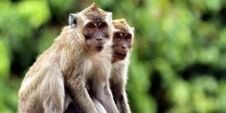 Kisah Sekelompok Kera yang Merajam Sepasang Kera yang Berzina ...