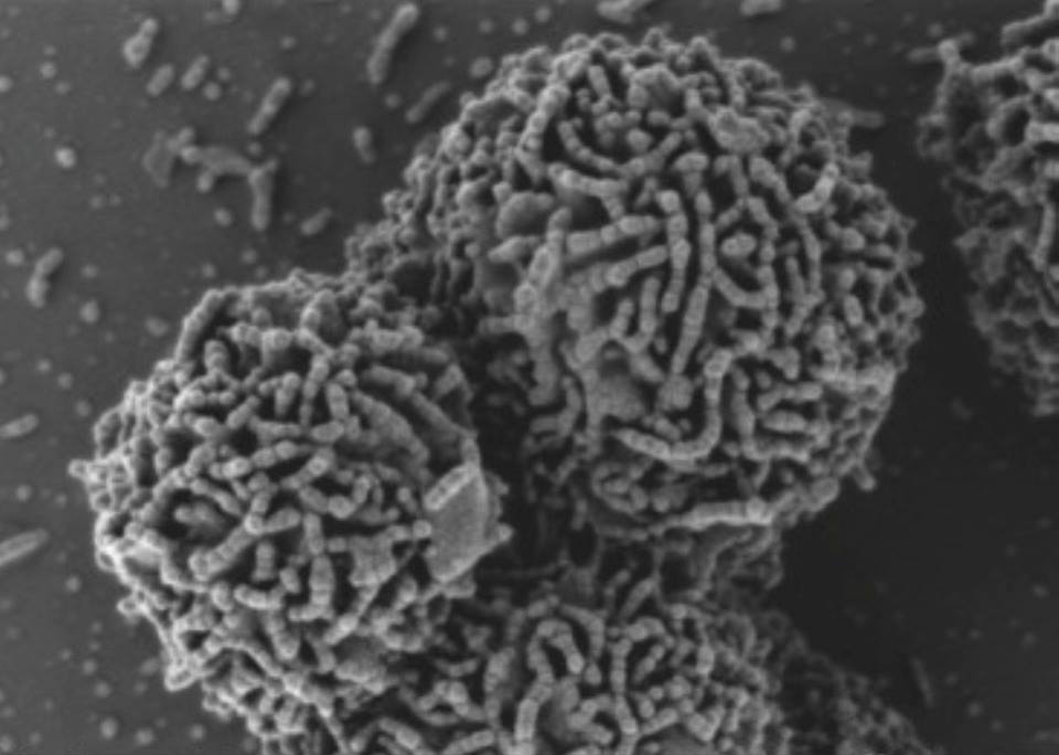 Bacterias Actuaciencia: Planococcus halocryophilus puede crecer a -15ºC