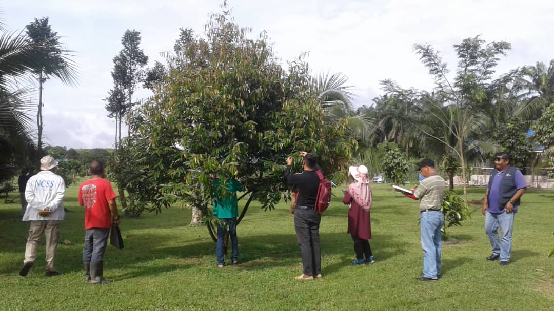DUSUN TOK BAK: PERAKUAN PENGESAHAN POKOK INDUK (SKIM PENGESAHAN BAHAN ...