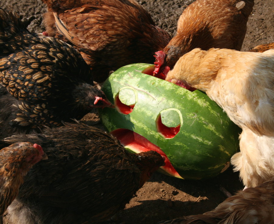 Jack's Henhouse: How To Feed Your Chickens A Watermelon