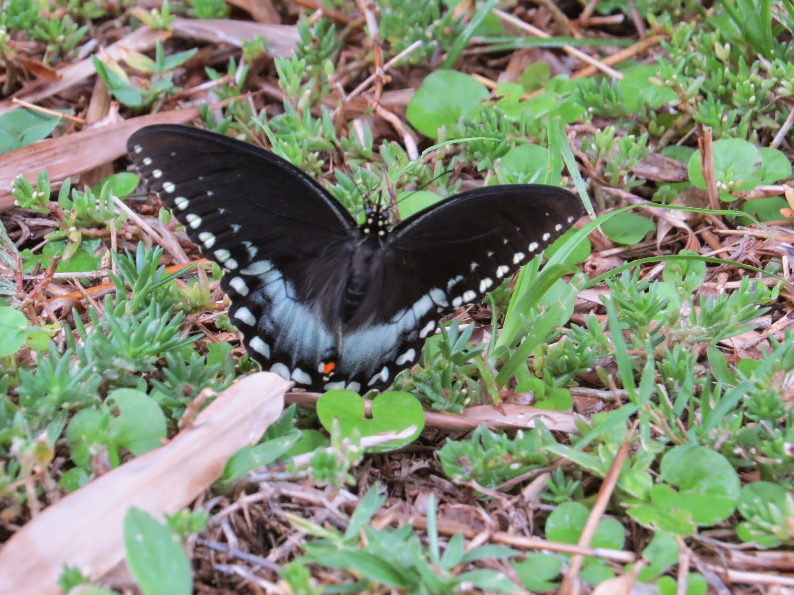 Simply Living: Swallowtails in the garden, but which kind?
