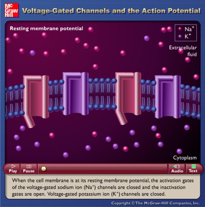 membrane potential.swf