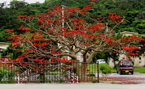 The O-Files: O-File Mystery #001 – Okinawans, the Deigo, and Typhoons