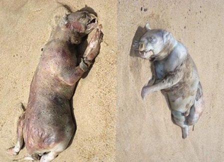 buatbest: Oh Tidak! Makhluk Aneh Ditemui Di Tepi Pantai