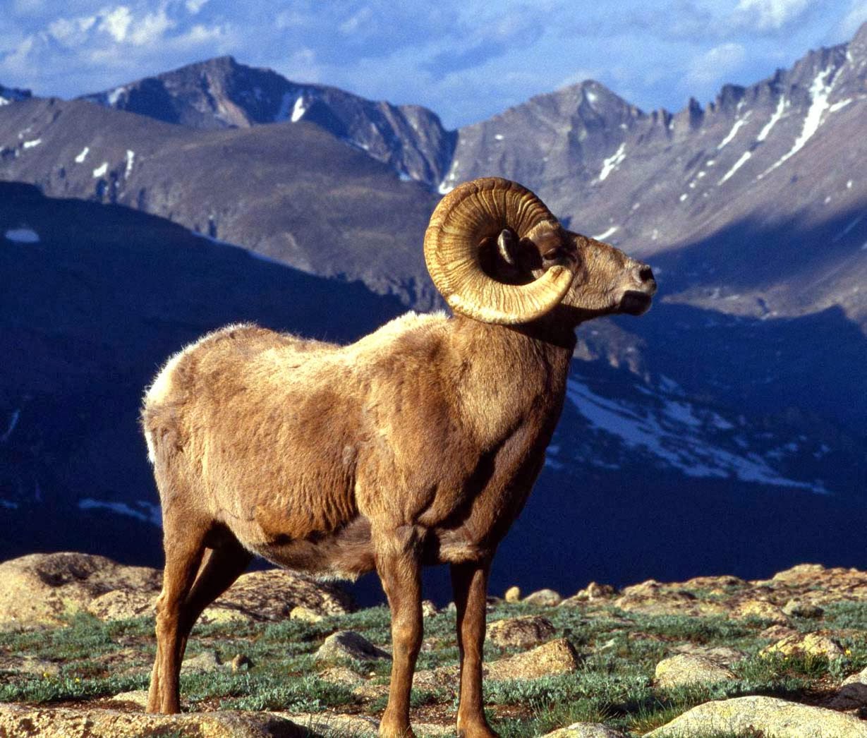 AVEEK- Blogs: Big horn sheep of rocky mountain