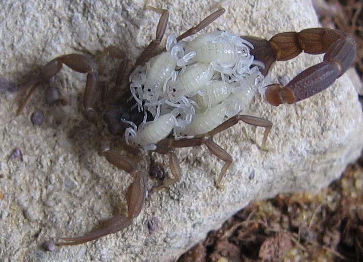 Real Monstrosities: Scorpion