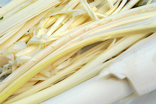 PLAAN : CHONTA - Bactris gasipaes