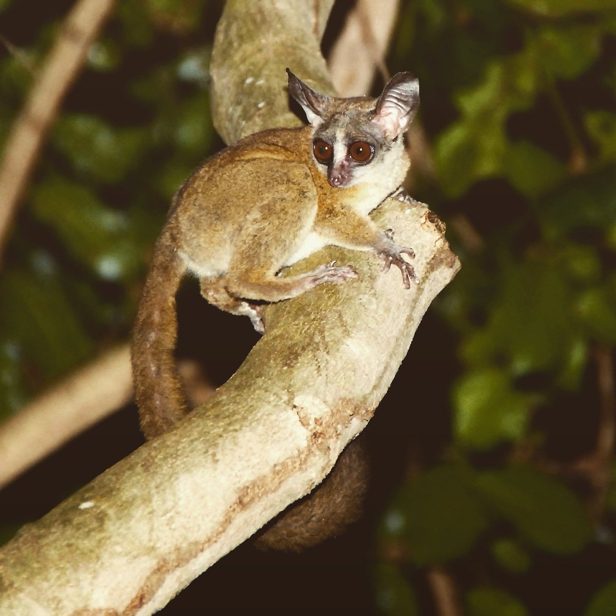 Species New to Science: [Mammalogy • 2017] Paragalago gen. nov. • A New ...