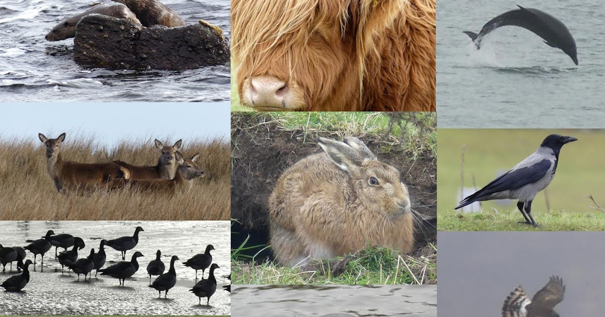 Julia Garner : Islay wildlife highlights.