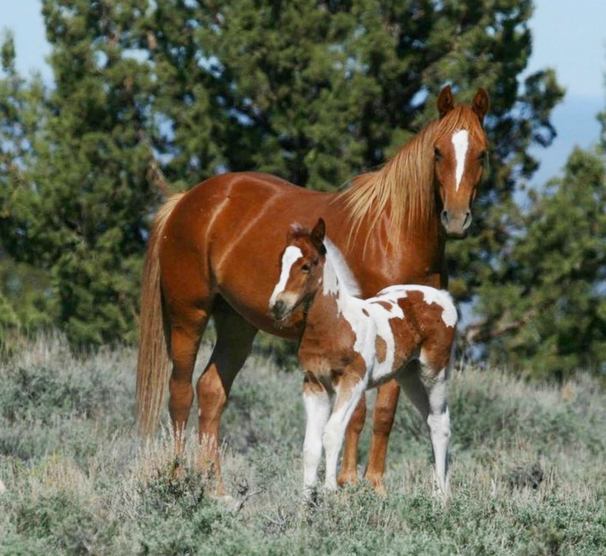 Pintura Moderna y Fotografía Artística : IMAGENES DE CABALLOS